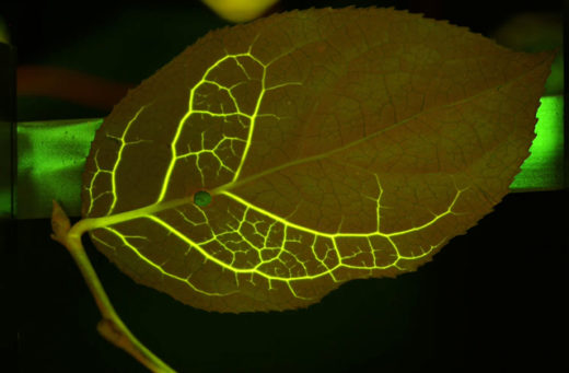 In Natural Networks, Strength in Loops | Quanta Magazine