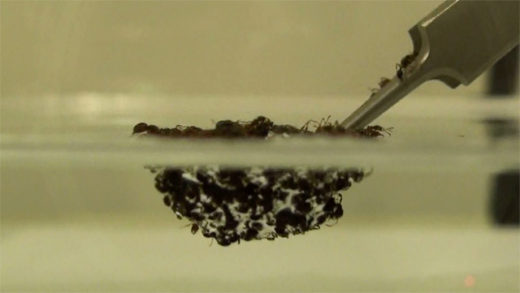 The Remarkable Self-Organization of Ants | Quanta Magazine