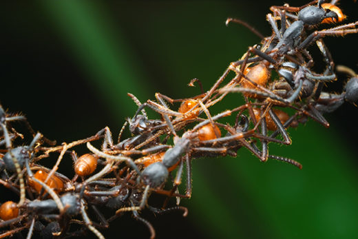 The Remarkable Self-Organization of Ants | Quanta Magazine