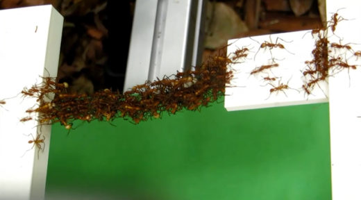 The Remarkable Self-Organization of Ants | Quanta Magazine