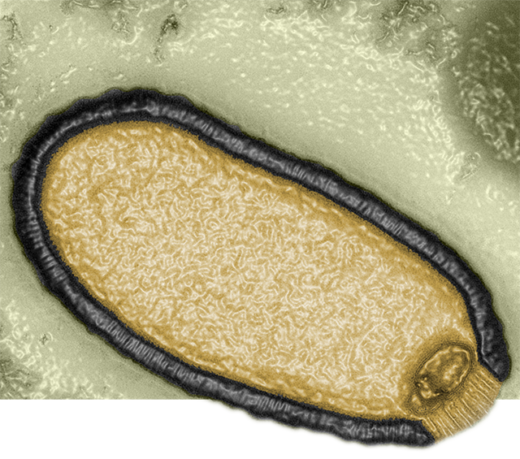 Hints of Life’s Start Found in a Giant Virus | Quanta Magazine