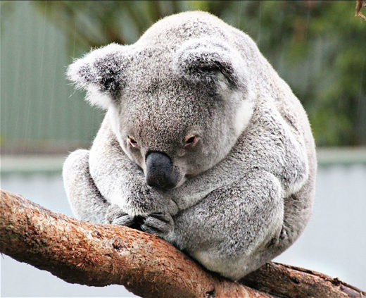 Killer Virus Is Invading Koala DNA | Quanta Magazine