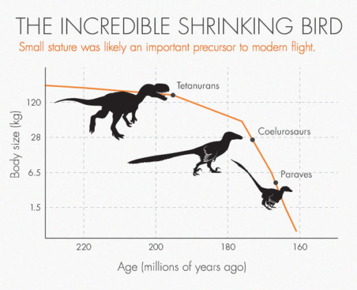 How Dinosaurs Shrank and Became Birds | Quanta Magazine