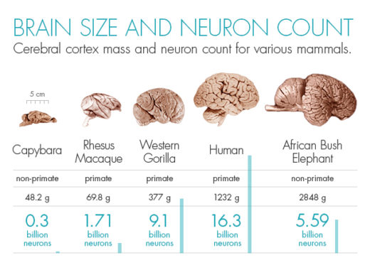 How Humans Evolved Supersize Brains | Quanta Magazine