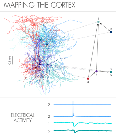Mapping the Brain to Build Better Machines | Quanta Magazine