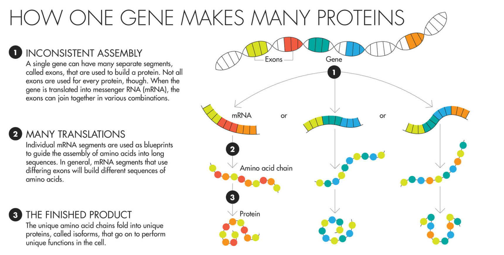 A Secret Flexibility Found in Life’s Blueprints | Quanta Magazine