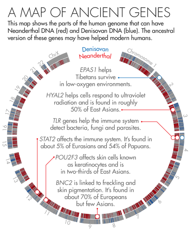 How Neanderthal DNA Helps Humanity | Quanta Magazine