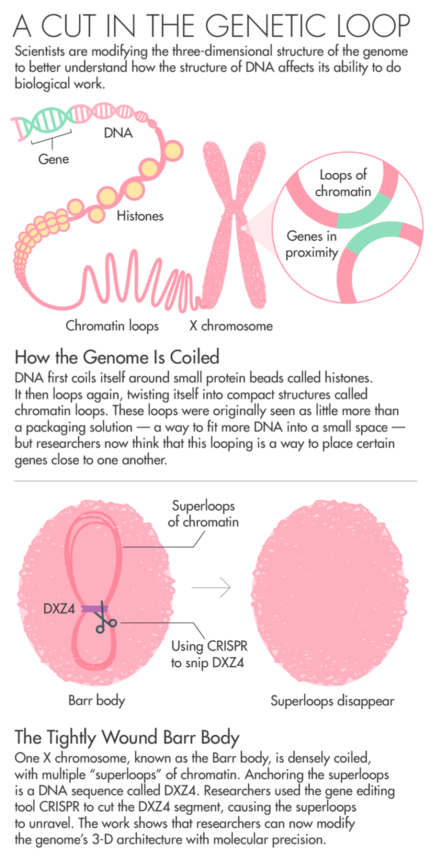 Genetic Architects Untwist DNA’s Turns | Quanta Magazine