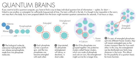 A New Spin on the Quantum Brain | Quanta Magazine