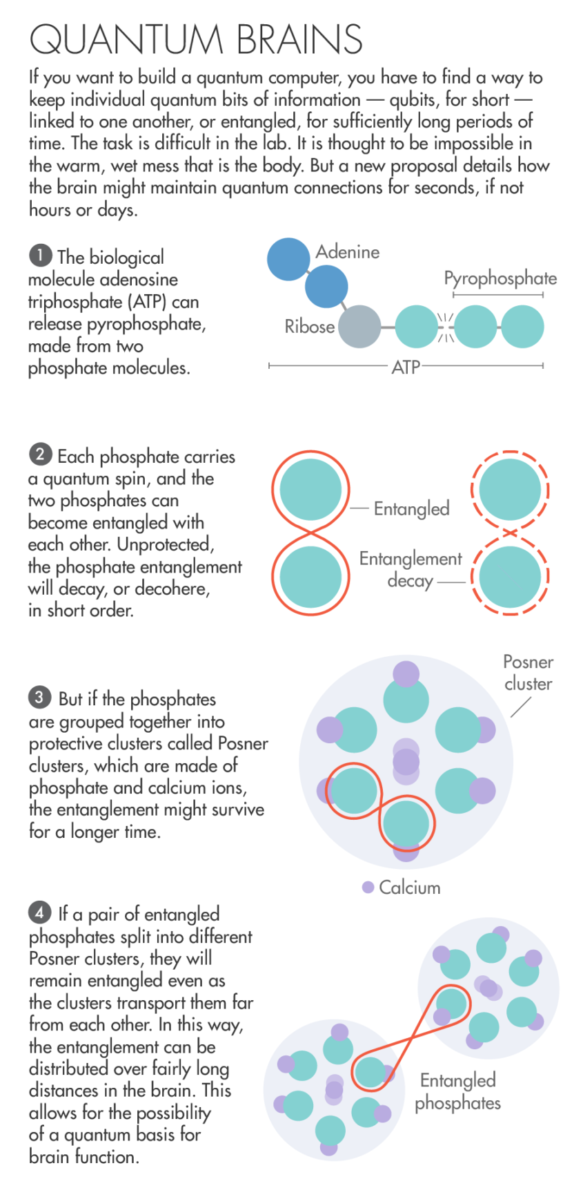 A New Spin on the Quantum Brain | Quanta Magazine
