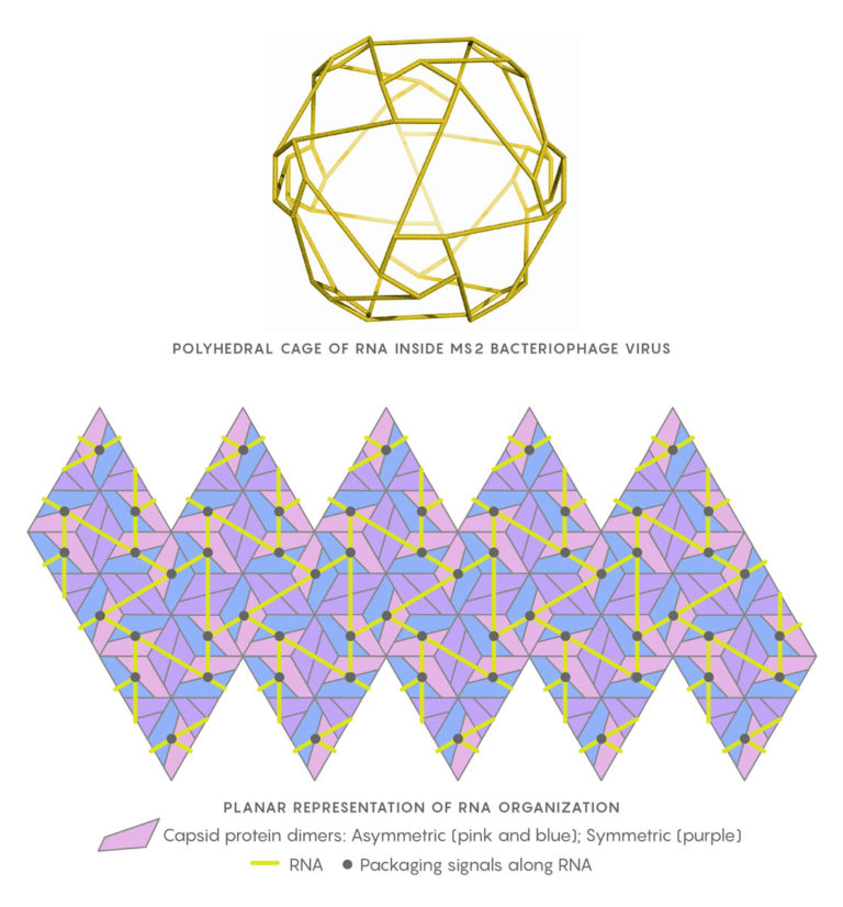 The Illuminating Geometry of Viruses | Quanta Magazine