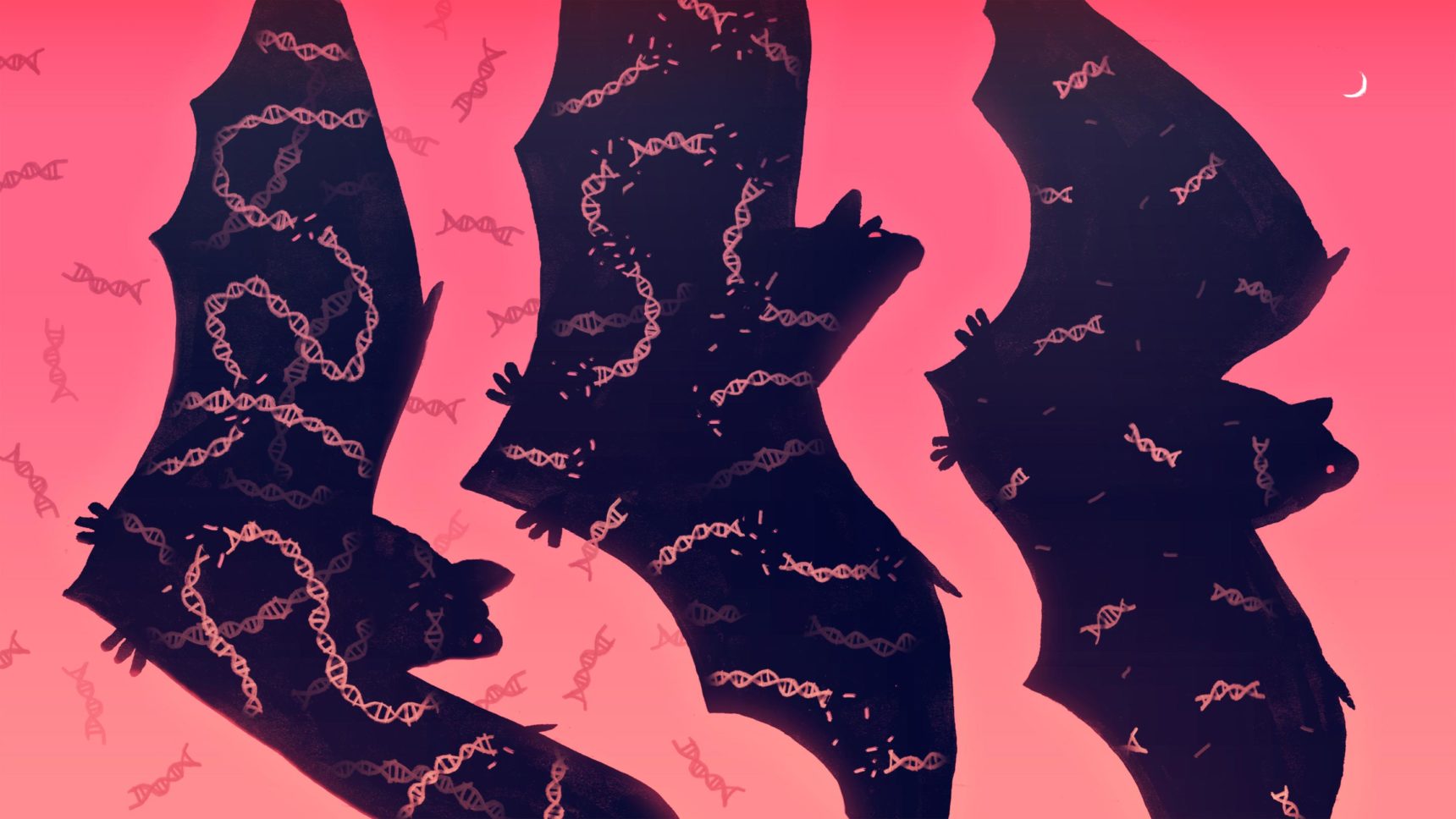 Shrinking Bat DNA and Elastic Genomes | Quanta Magazine