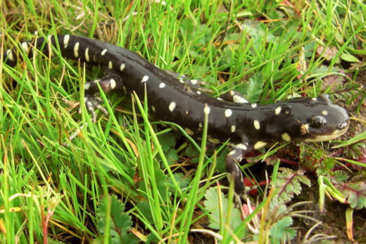 Interspecies Hybrids Play a Vital Role in Evolution | Quanta Magazine