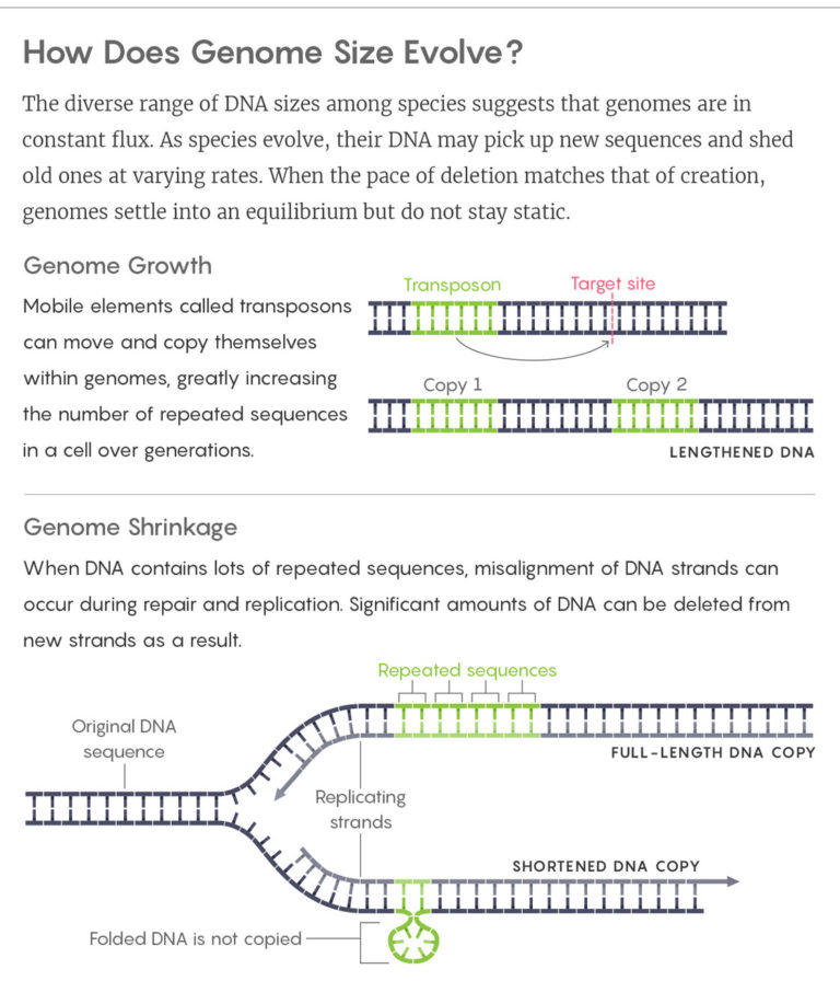Shrinking Bat DNA and Elastic Genomes | Quanta Magazine