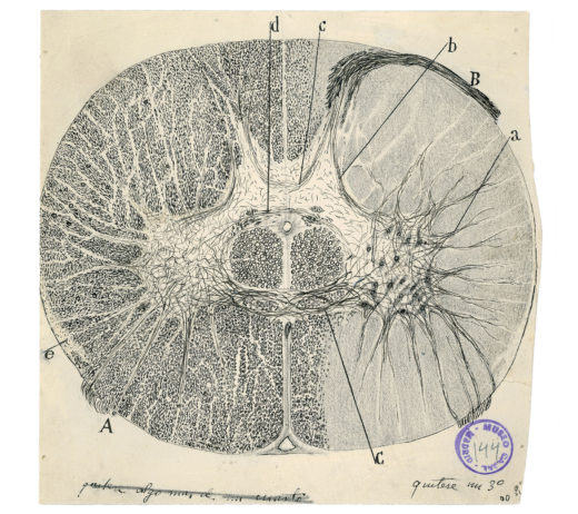 Why the First Drawings of Neurons Were Defaced | Quanta Magazine