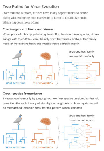 Viruses Would Rather Jump to New Hosts Than Evolve With Them | Quanta ...