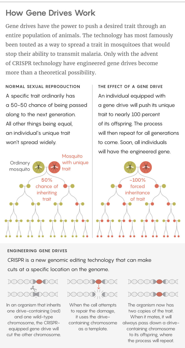 New Model Warns About CRISPR Gene Drives in the Wild | Quanta Magazine