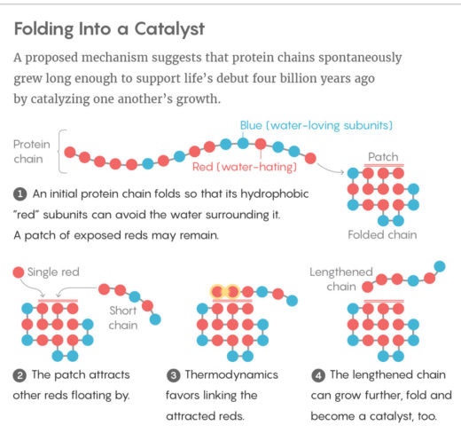 Life’s First Molecule Was Protein, Not RNA, New Model Suggests | Quanta ...
