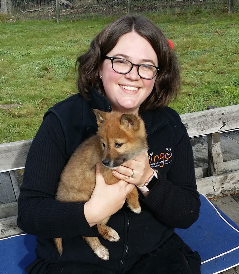 A Domesticated Dingo? No, but Some Are Getting Less Wild | Quanta Magazine