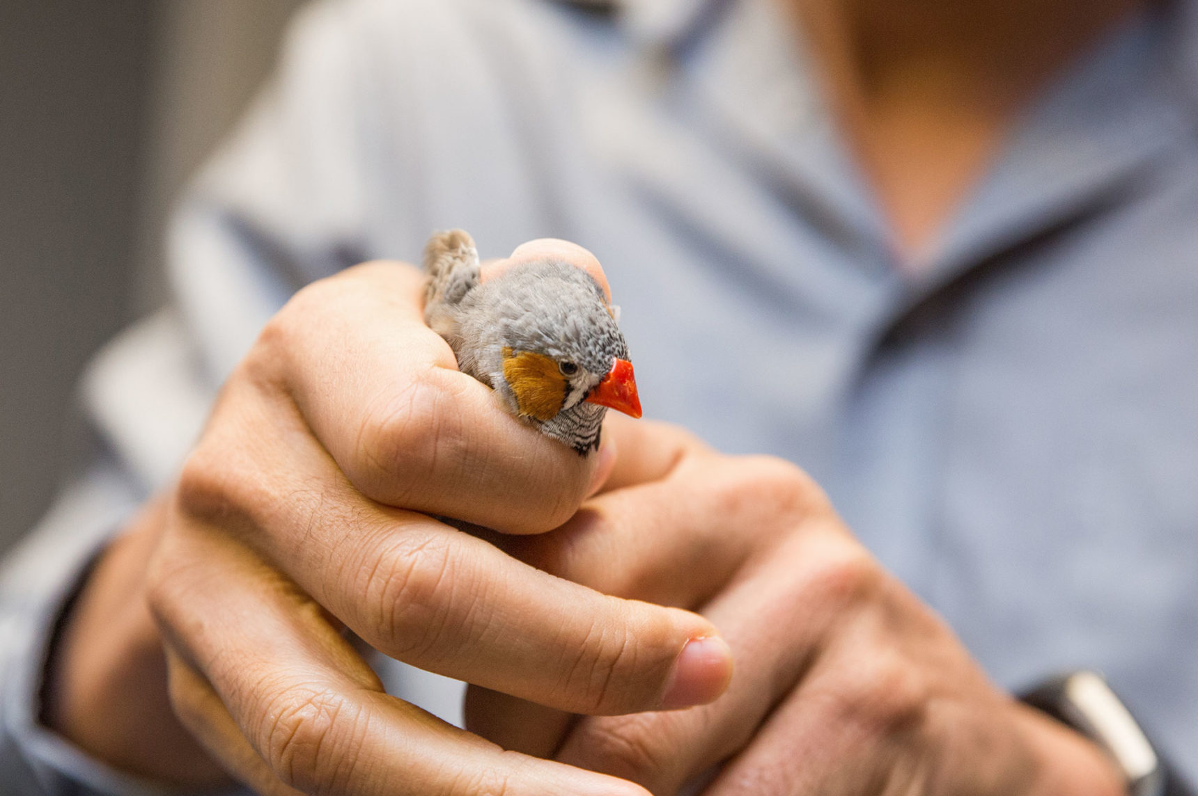 In Birds’ Songs, Brains and Genes, He Finds Clues to Speech | Quanta ...