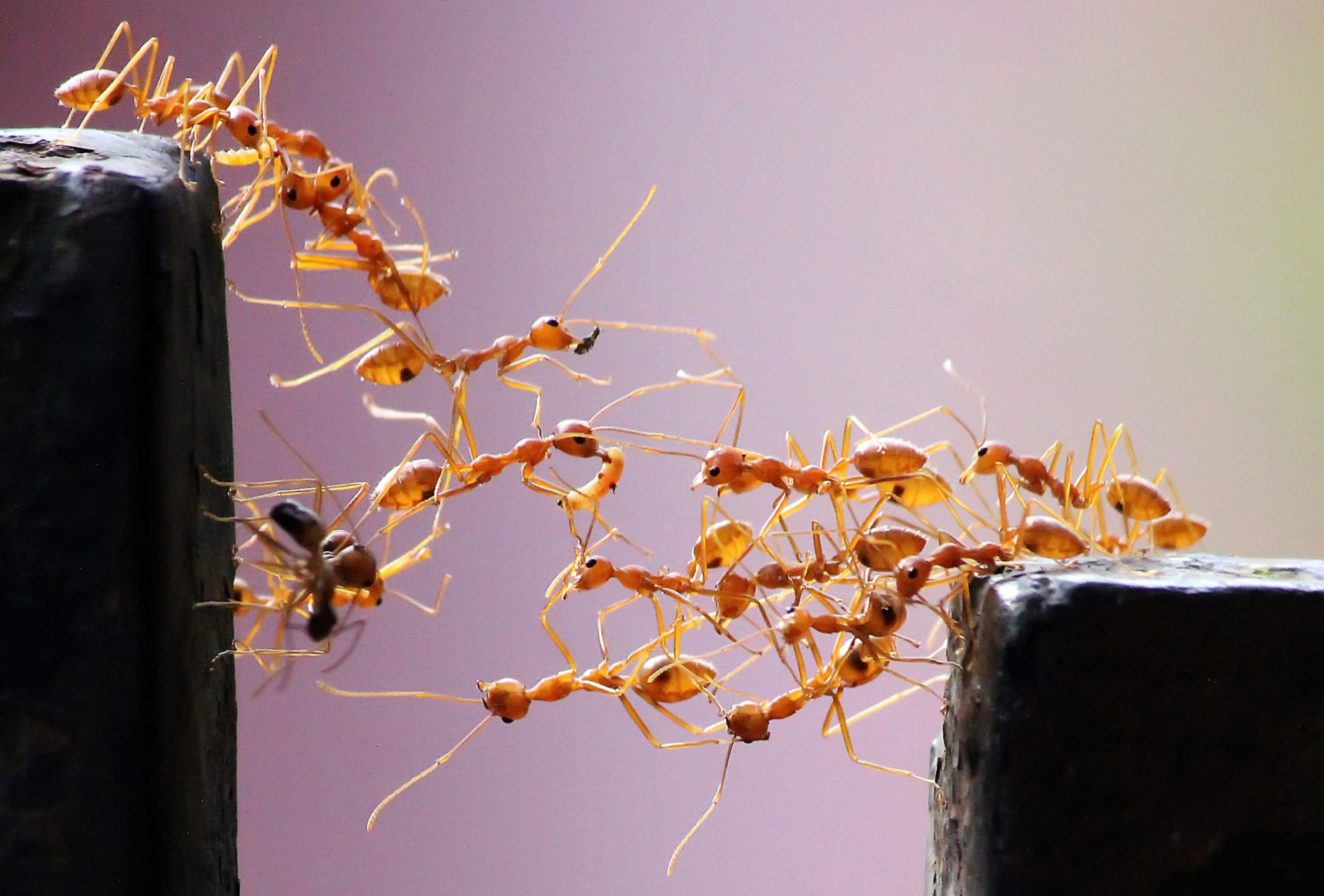 The Simple Algorithm That Ants Use to Build Bridges | Quanta Magazine