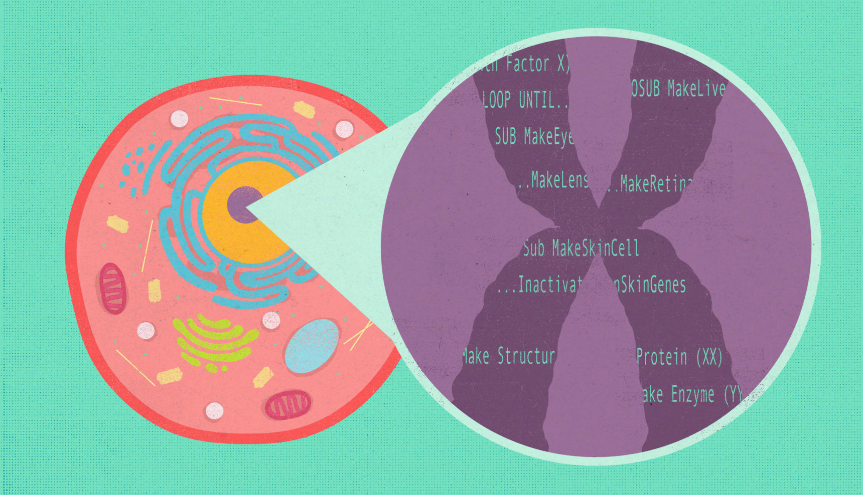 How the DNA Computer Program Makes You and Me | Quanta Magazine