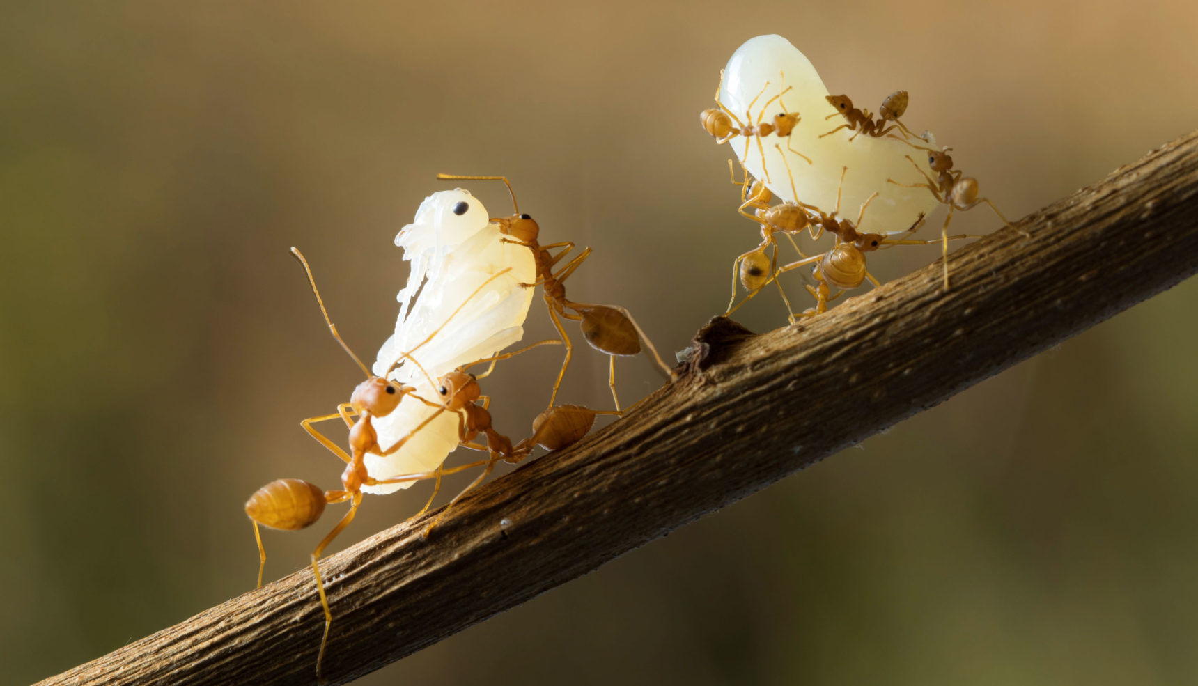 The Elusive Calculus of Insects’ Altruism and Kin Selection | Quanta ...