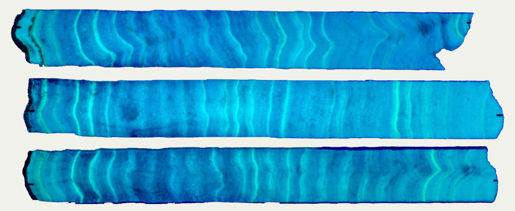 Cores From Coral Reefs Hold Secrets of the Seas’ Past and Future ...