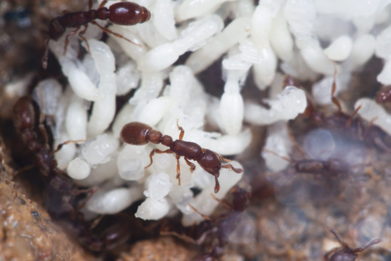 How Insulin Helped Create Ant Societies | Quanta Magazine