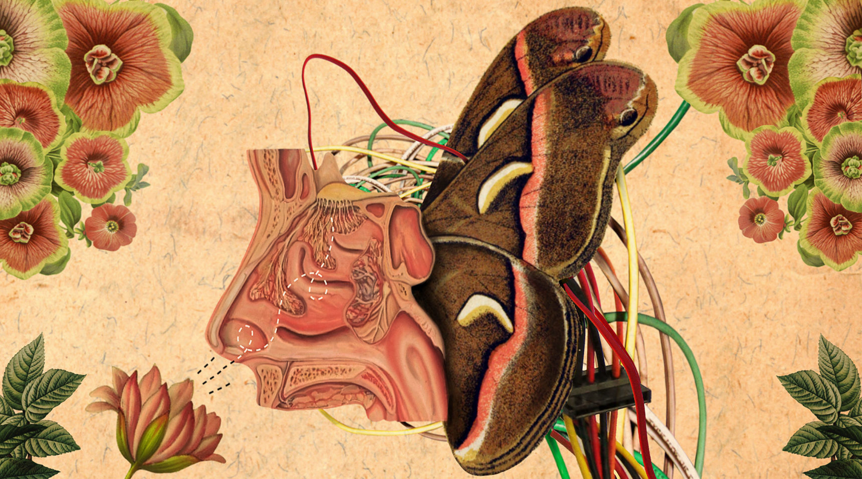 New AI Strategy Mimics How Brains Learn to Smell | Quanta Magazine