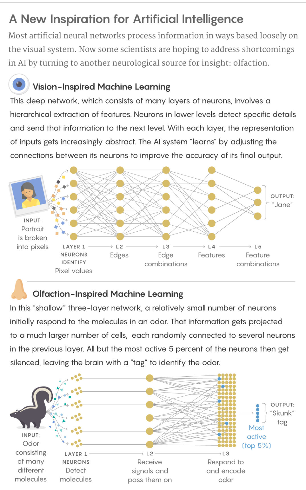 New AI Strategy Mimics How Brains Learn to Smell | Quanta Magazine