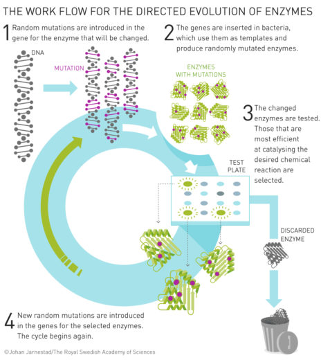 Three Biochemists Win Chemistry Nobel for Directing Evolution | Quanta ...