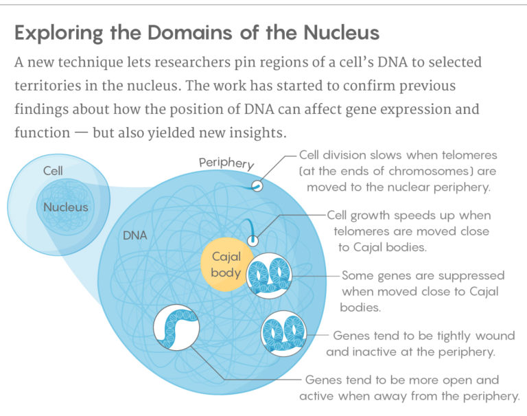 In the Nucleus, Genes’ Activity Might Depend on Their Location | Quanta ...