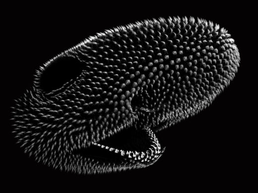 Ancient Turing Pattern Builds Feathers, Hair — and Now, Shark Skin ...