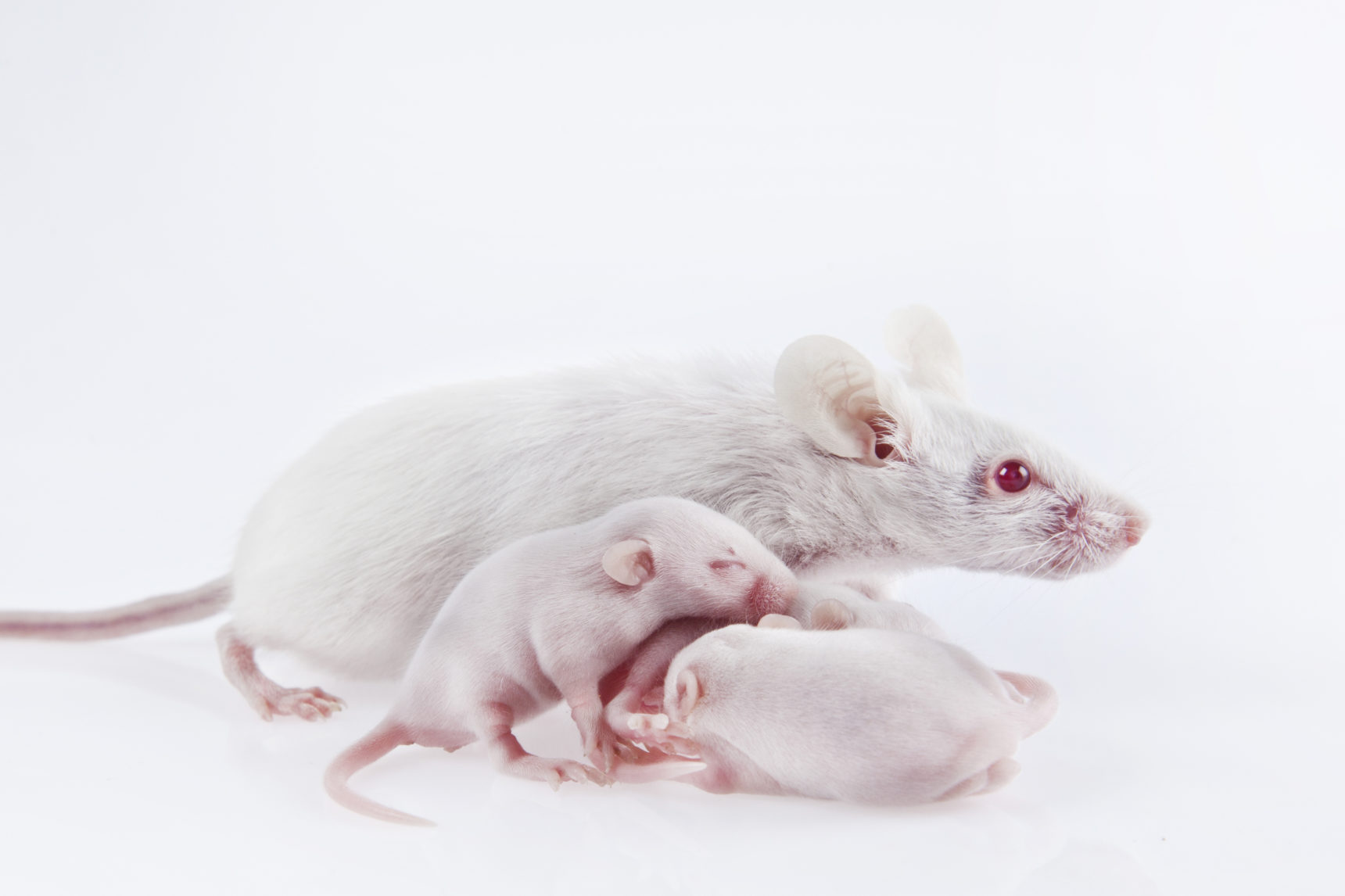 Gene Drives Work in Mice (if They’re Female) | Quanta Magazine