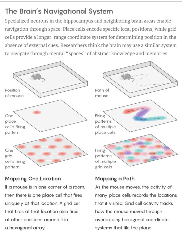 The Brain Maps Out Ideas and Memories Like Spaces | Quanta Magazine