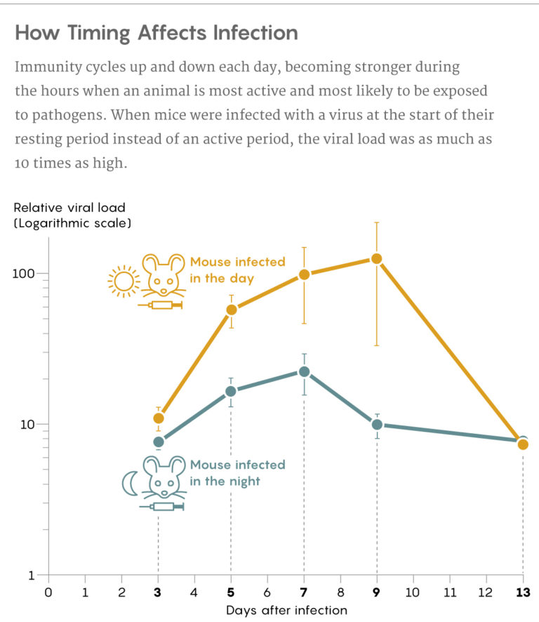 The Body’s Clock Offers a Rhythmic Target to Viruses | Quanta Magazine