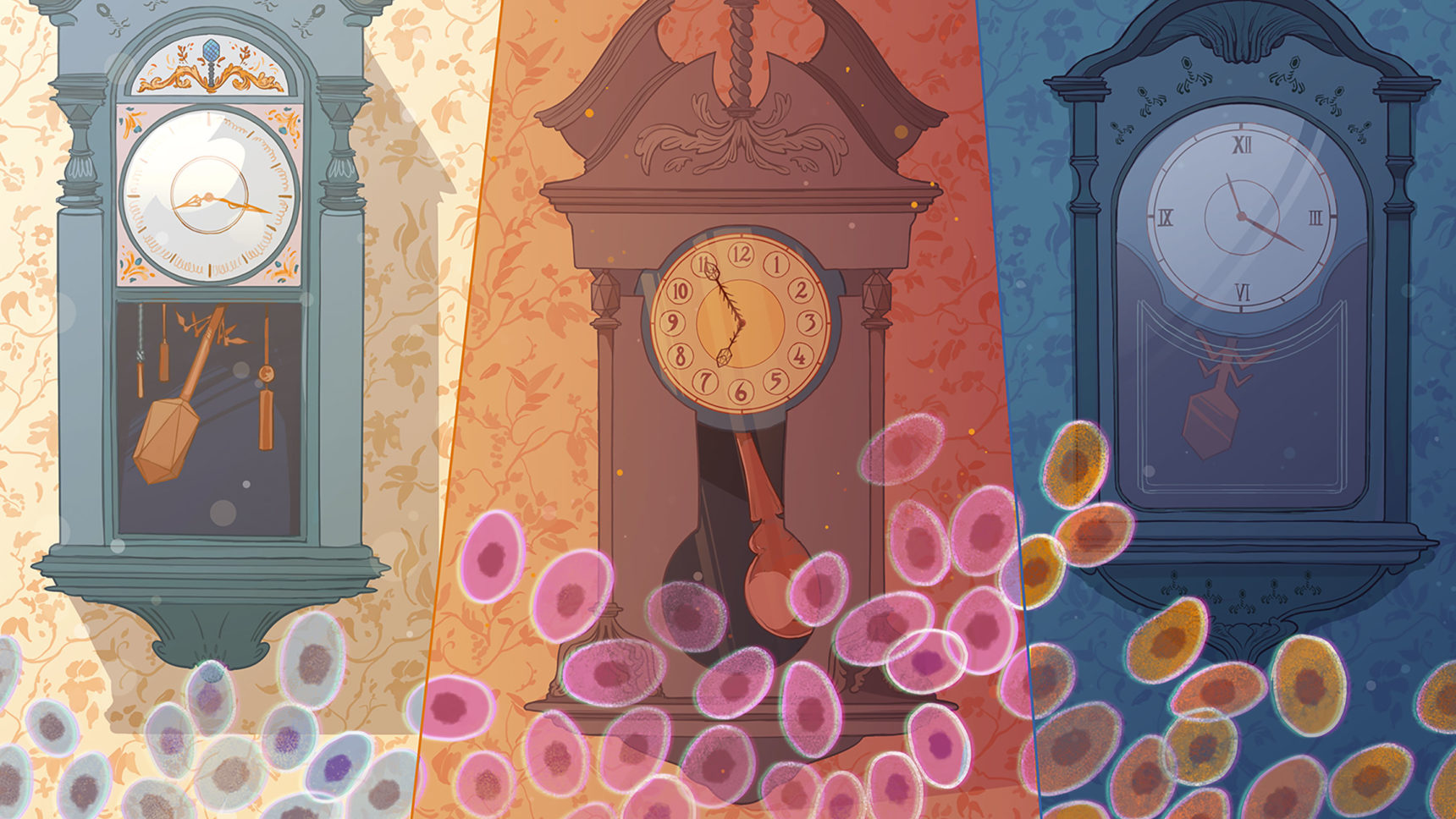 The Body’s Clock Offers a Rhythmic Target to Viruses | Quanta Magazine