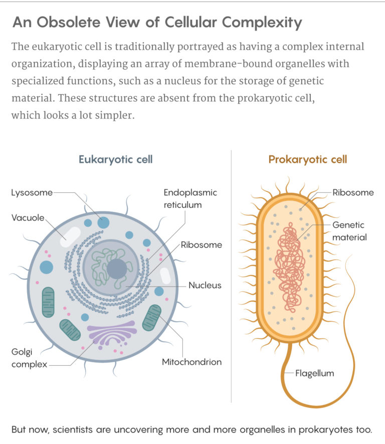 Bacterial Complexity Revises Ideas About ‘Which Came First?’ | Quanta ...