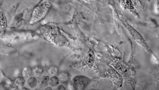 Scientists Debate the Origin of Cell Types in the First Animals ...