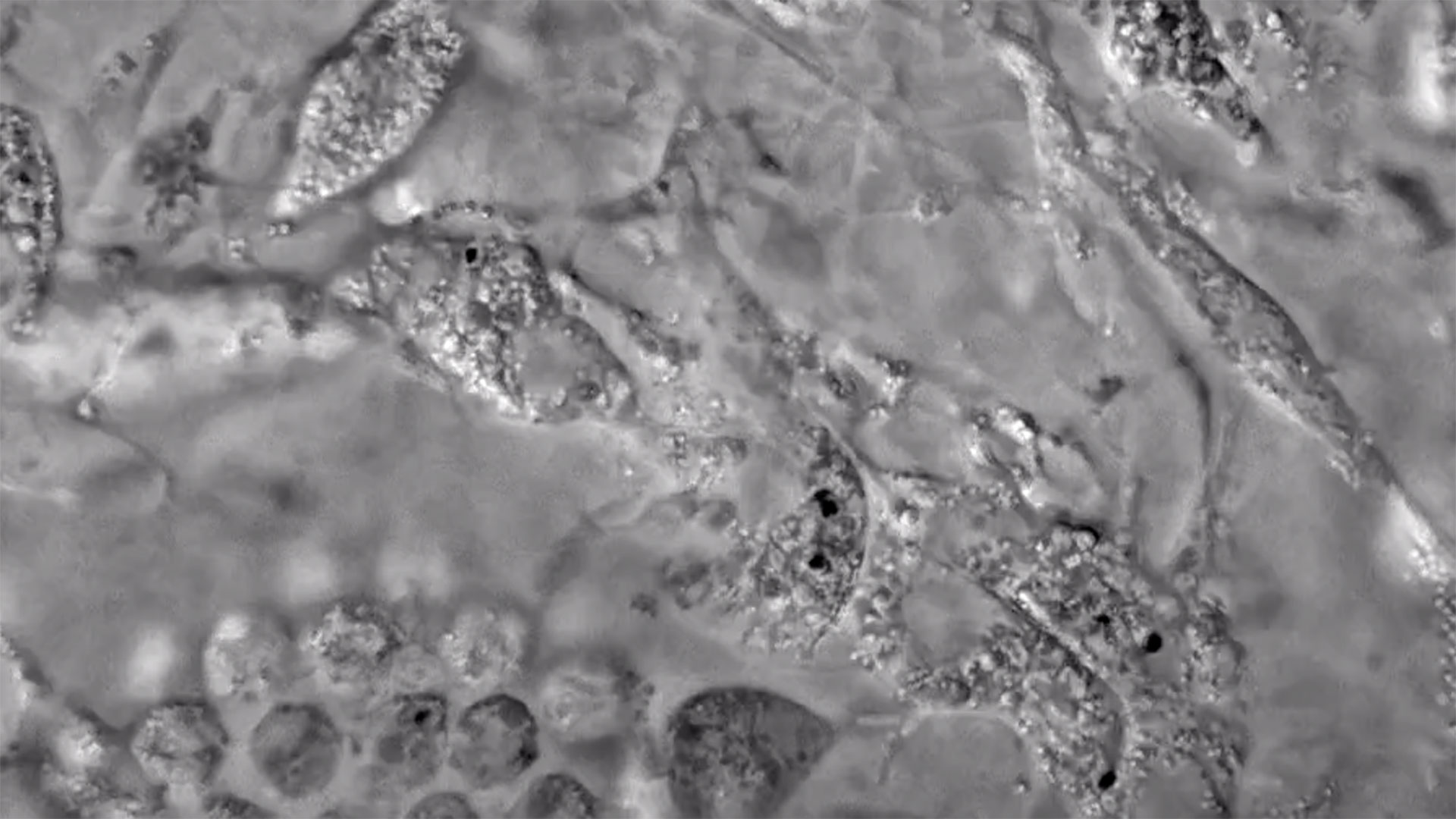 Scientists Debate the Origin of Cell Types in the First Animals ...