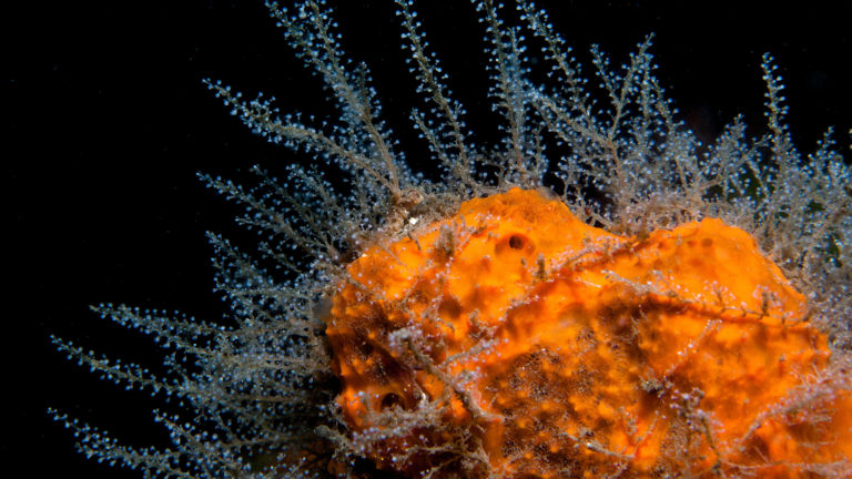 Scientists Debate the Origin of Cell Types in the First Animals ...