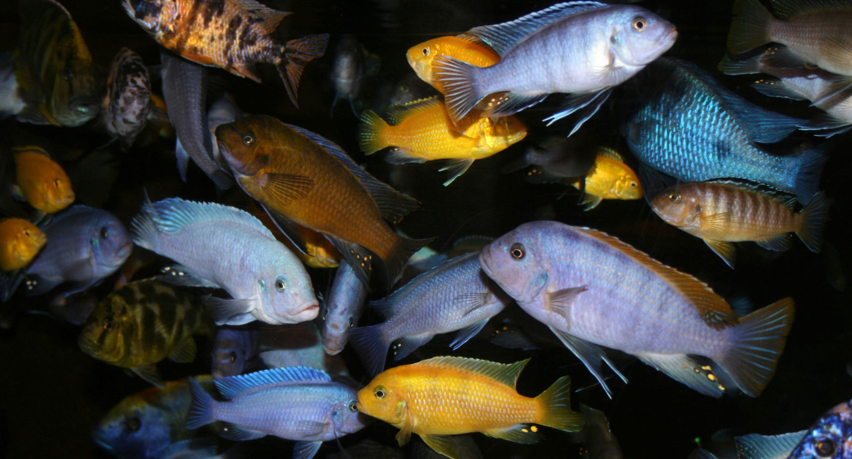 New Hybrid Species Remix Old Genes Creatively | Quanta Magazine