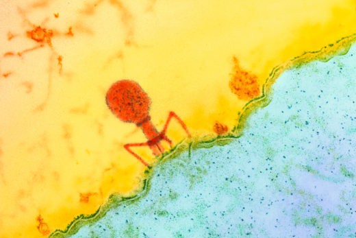 Biodiversity Alters Strategies Of Bacterial Evolution Quanta Magazine
