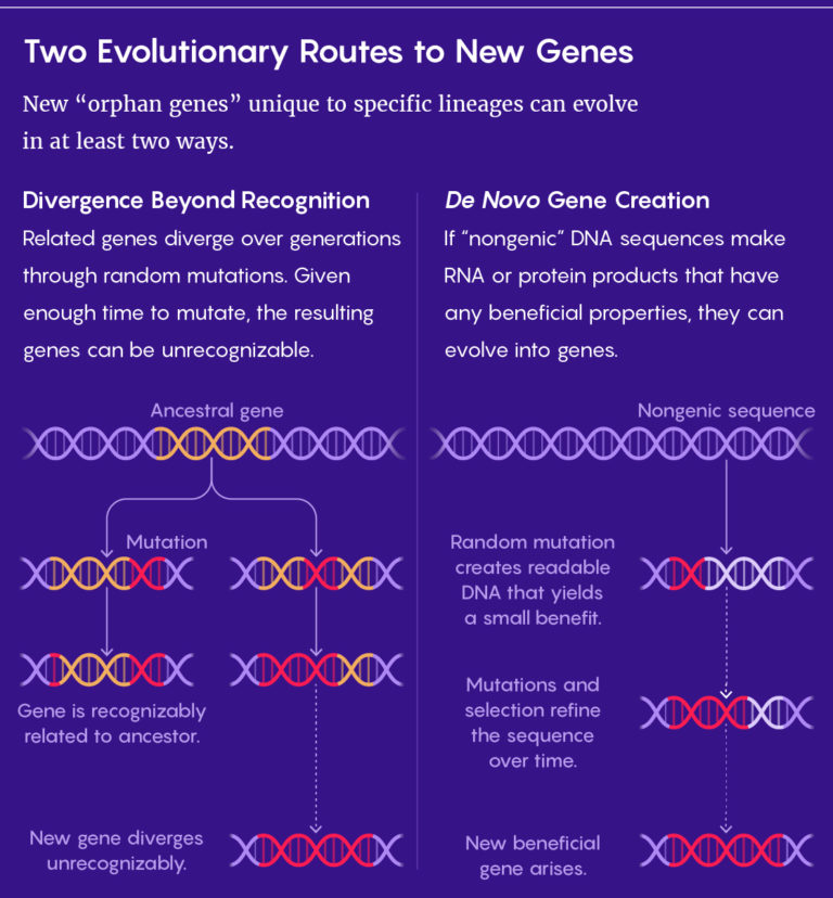 Where Do New Genes Come From? | Quanta Magazine