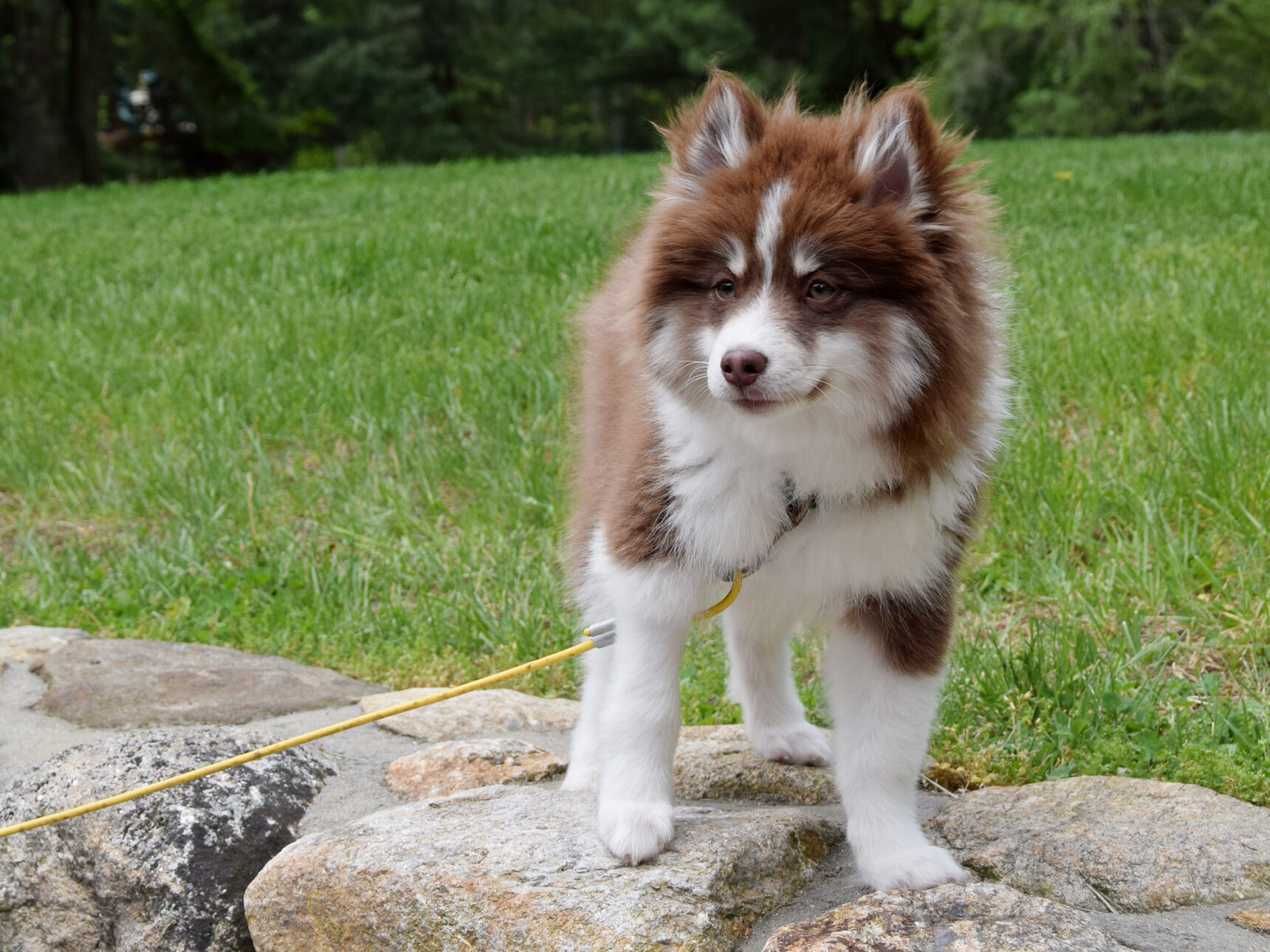 How to Breed a Pomsky and Other Questions About Dogs and Sex | Quanta ...