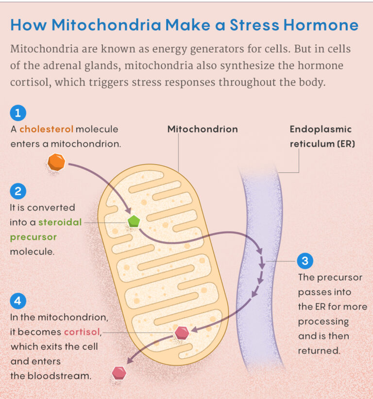 Mitochondria May Hold Keys to Anxiety and Mental Health | Quanta Magazine