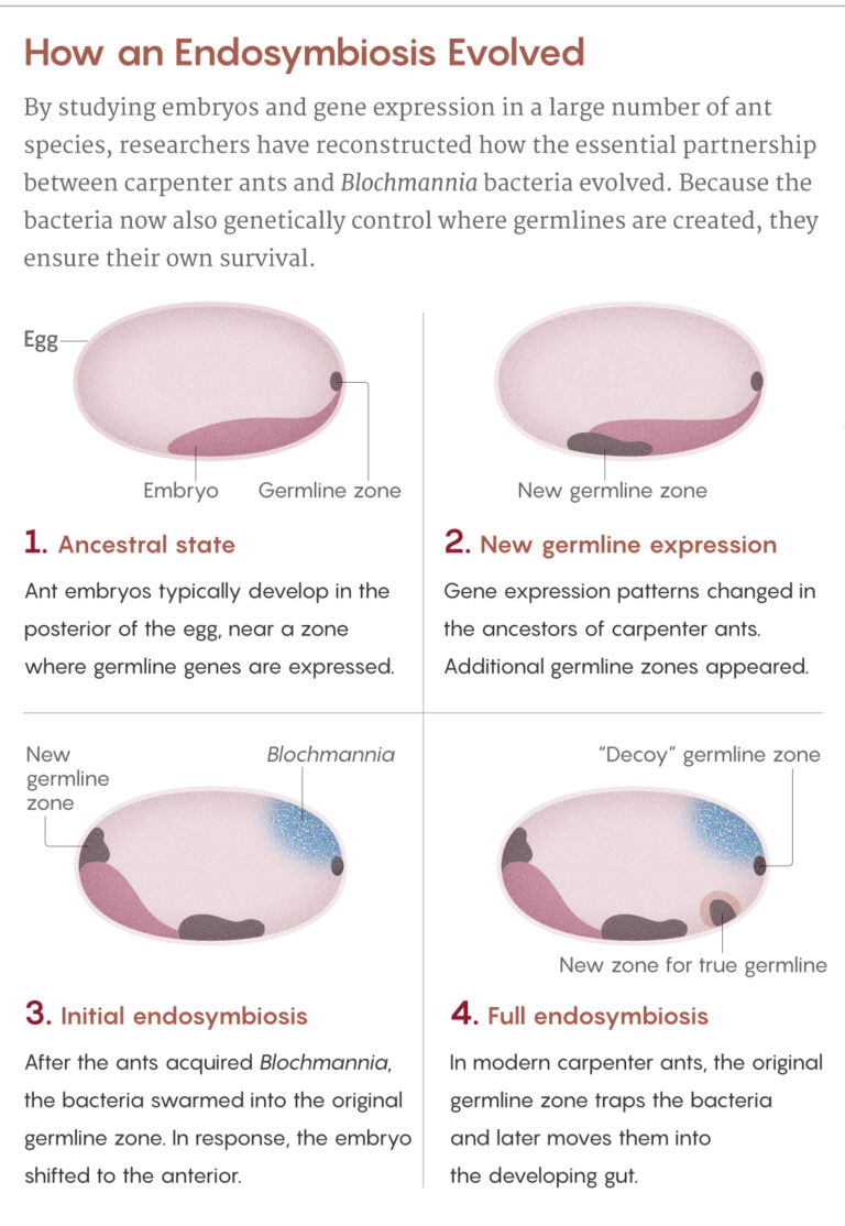 How Two Became One: Origins of a Mysterious Symbiosis Found | Quanta ...