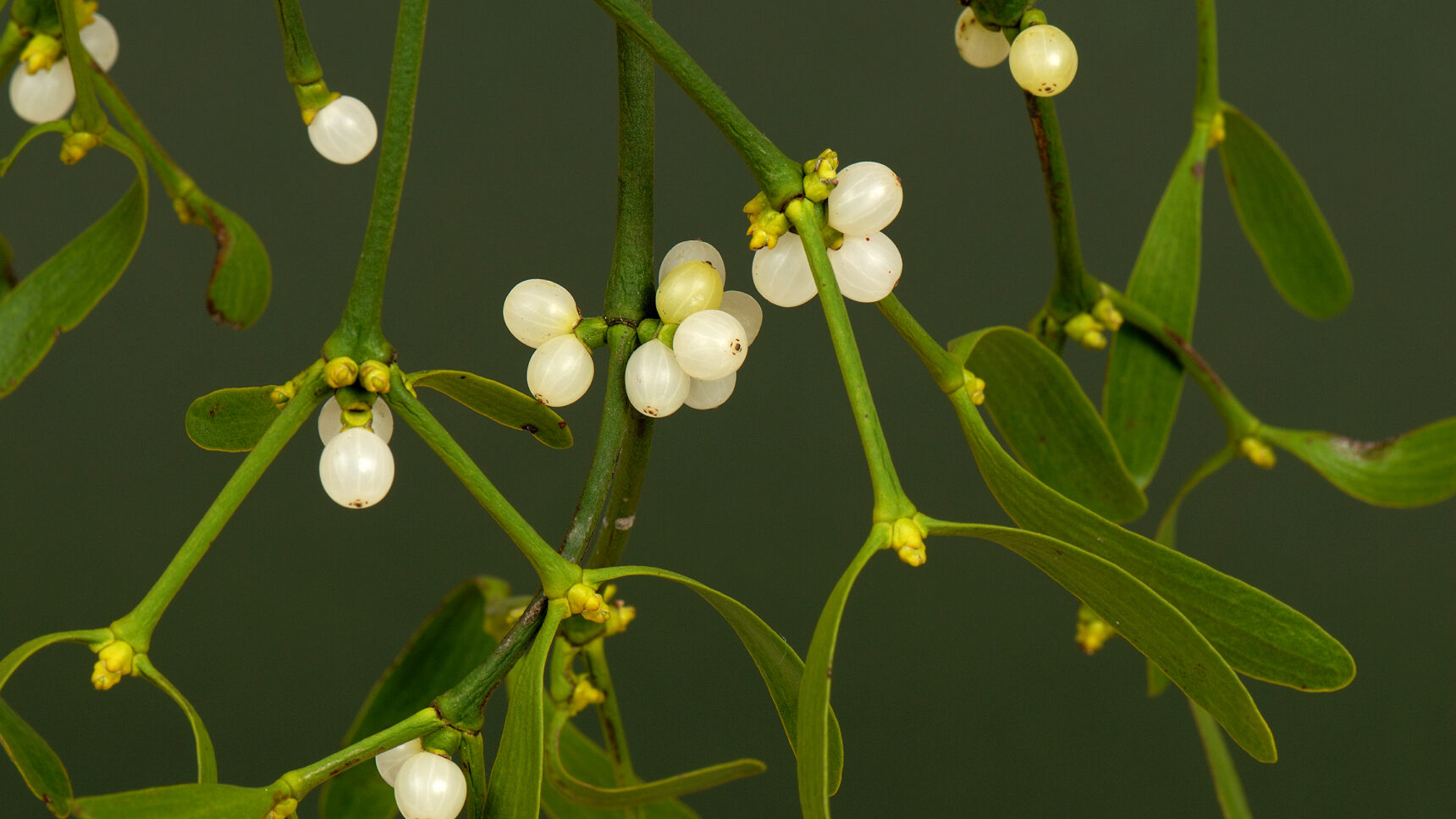 The Mystery of Mistletoe’s Missing Genes | Quanta Magazine