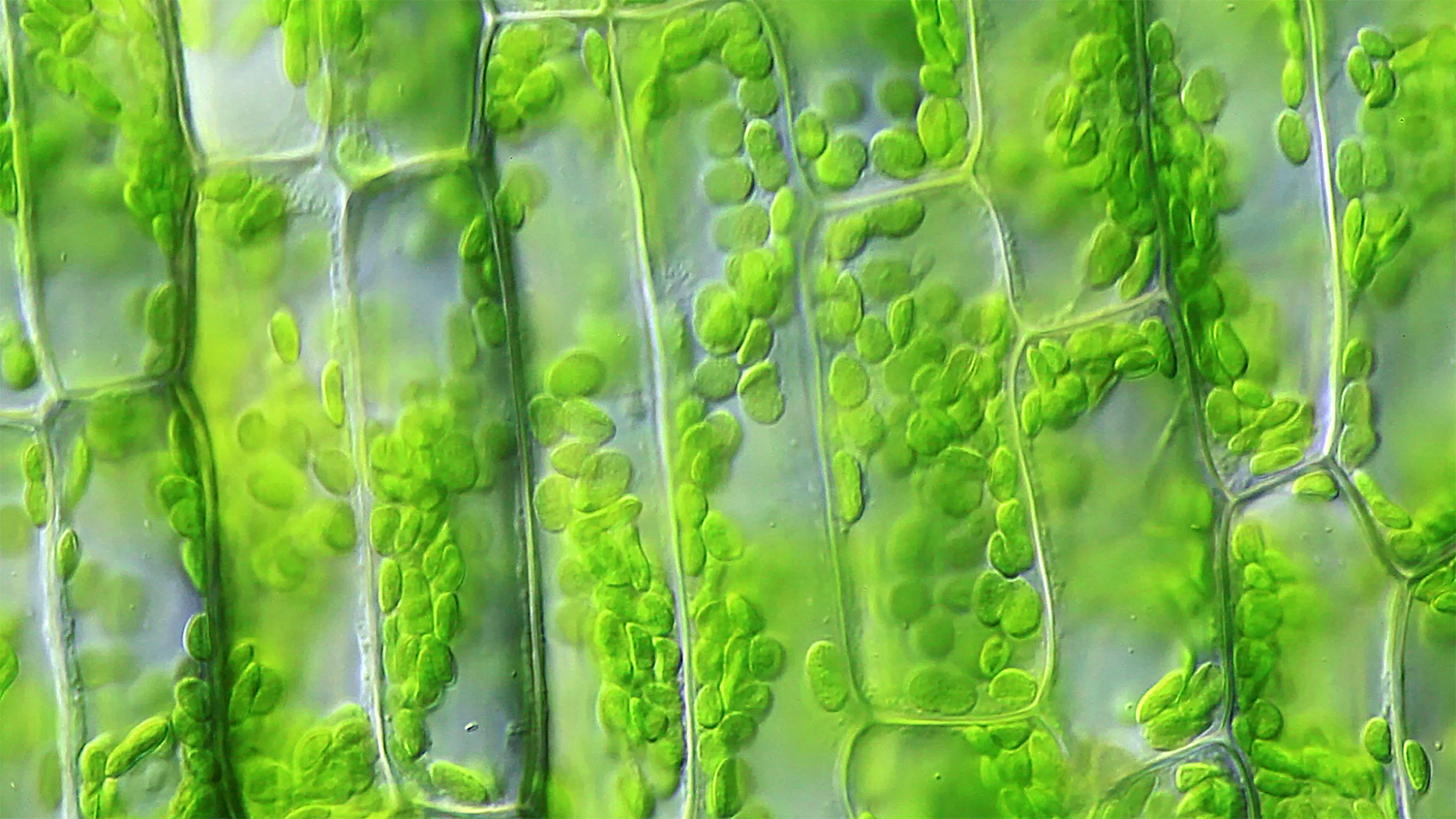Plant Cell Chloroplast Microscope